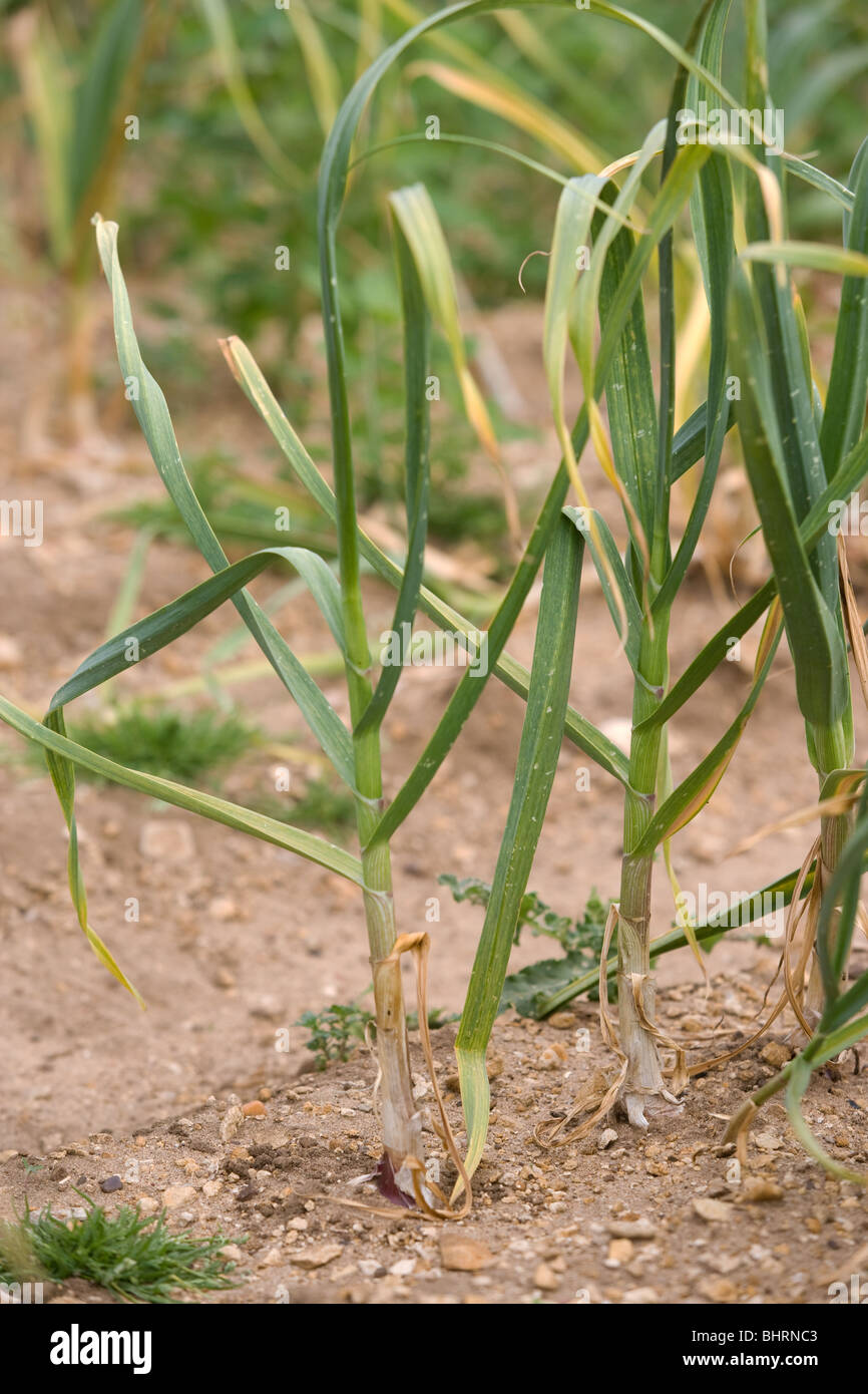 Garlic Bulbs Growing In Lincolnshire Stock Photo - Alamy