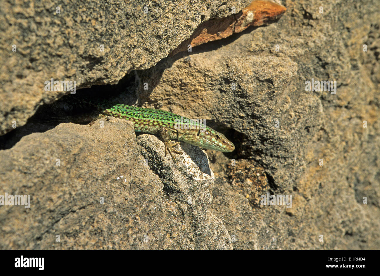 Fauna de mallorca hi-res stock photography and images - Alamy