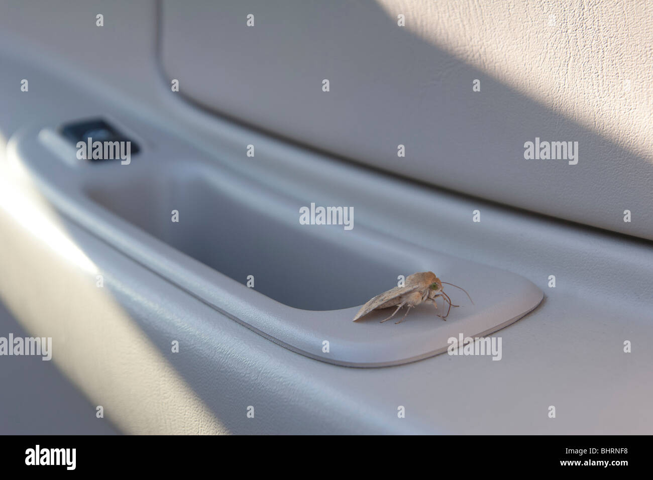 Cute moth hi-res stock photography and images - Alamy