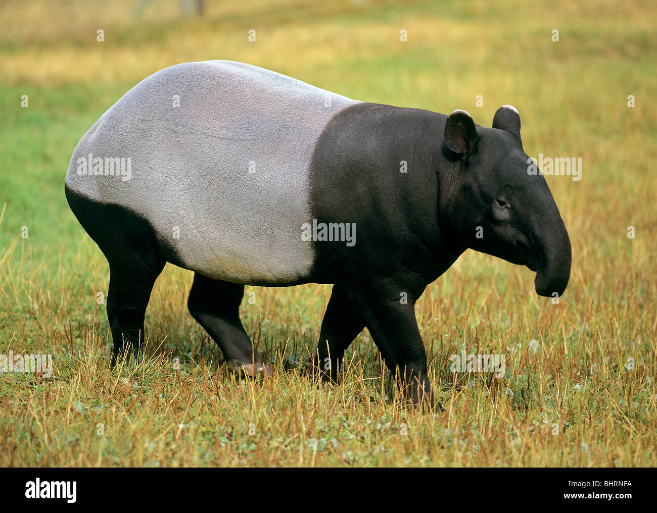 Asiatic Tapir, Malayan Tapir (Tapirus indicus), adult walking on grass ...