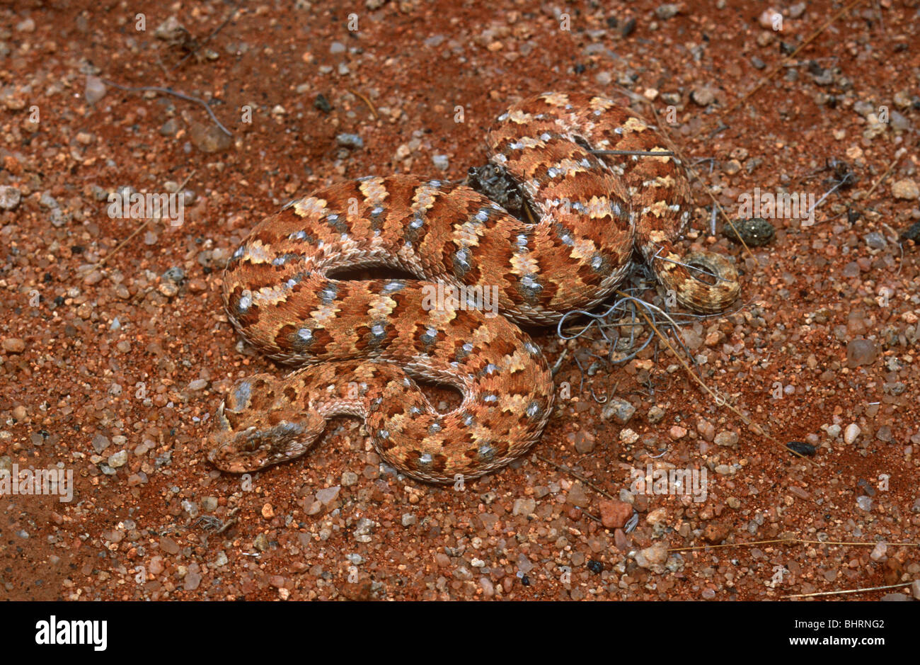 Horned Adder, Bitis caudalis, Near Kakamas, South Africa Stock Photo ...
