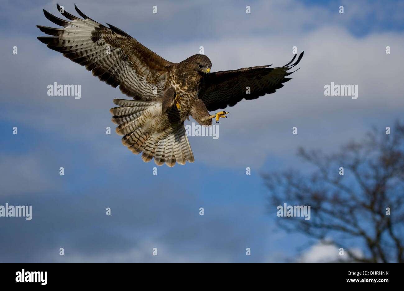 Buzzard flying hi-res stock photography and images - Alamy