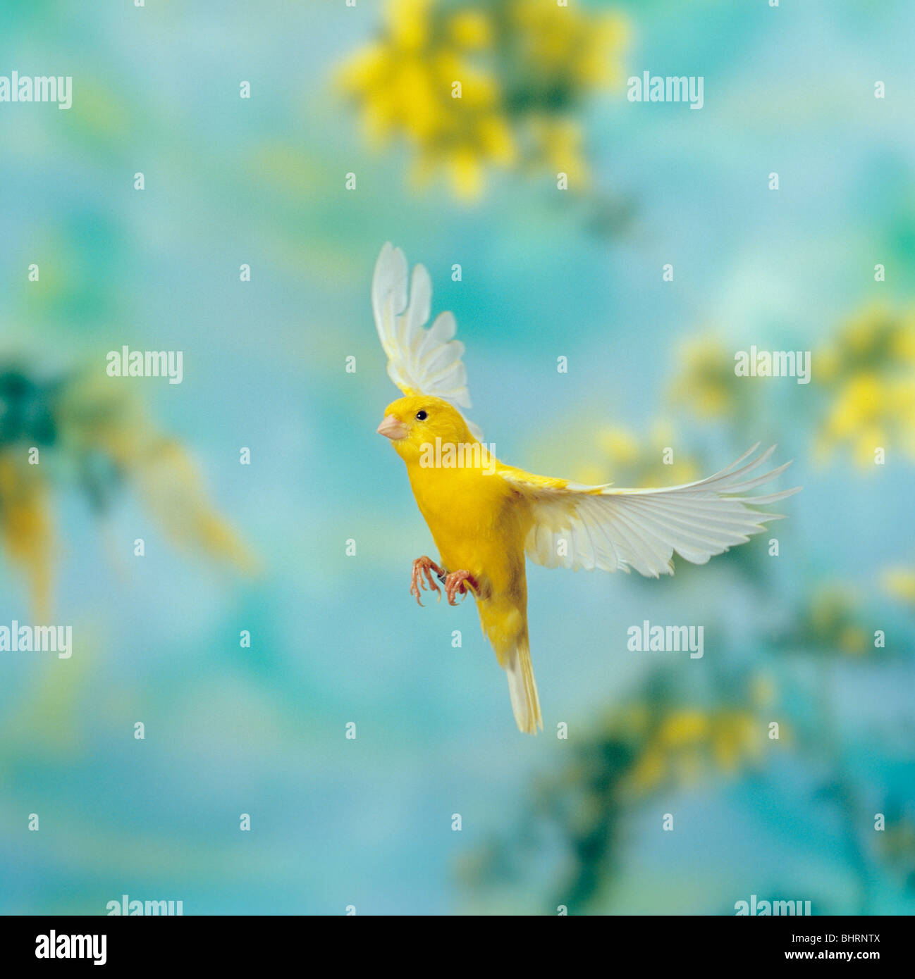 Domestic canary in flight Stock Photo - Alamy