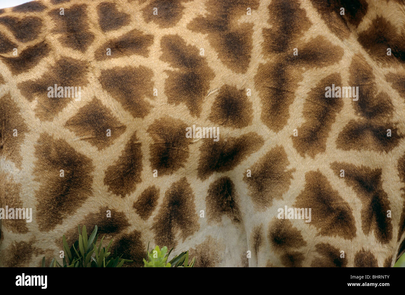 coat of a giraffe Stock Photo - Alamy