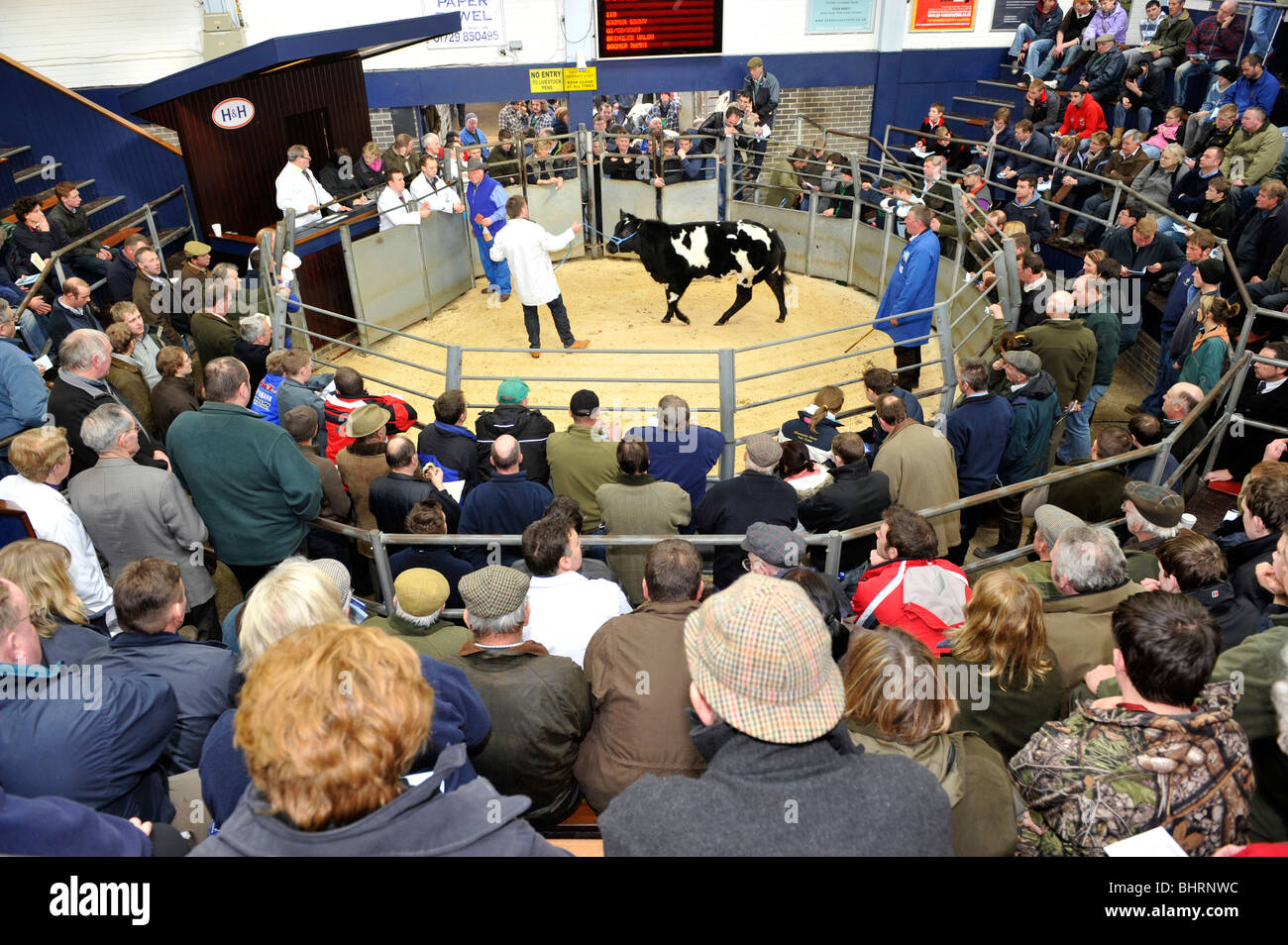 Livestock auction hi-res stock photography and images - Alamy
