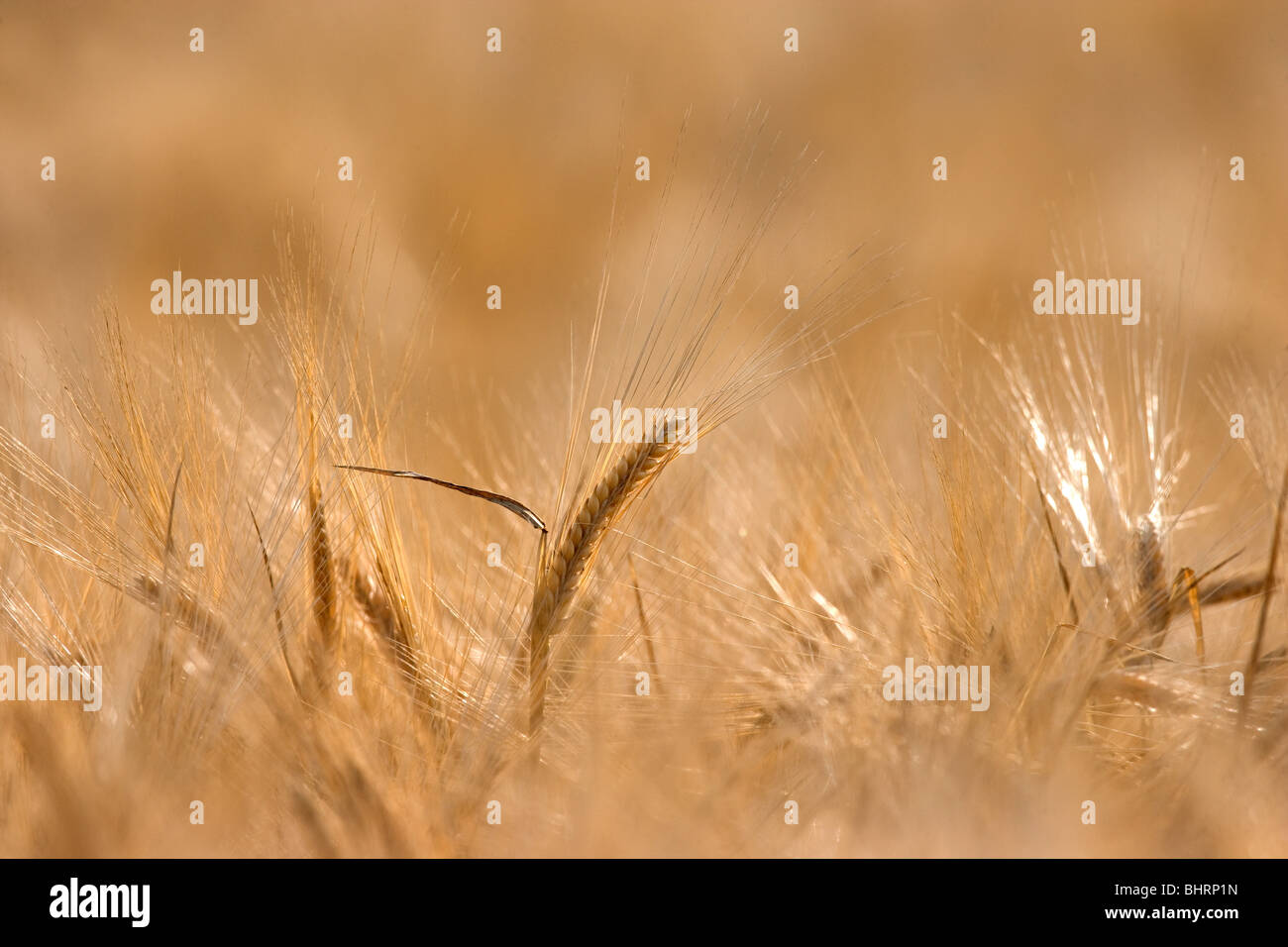 Winter Barley Ripening Stock Photo - Alamy