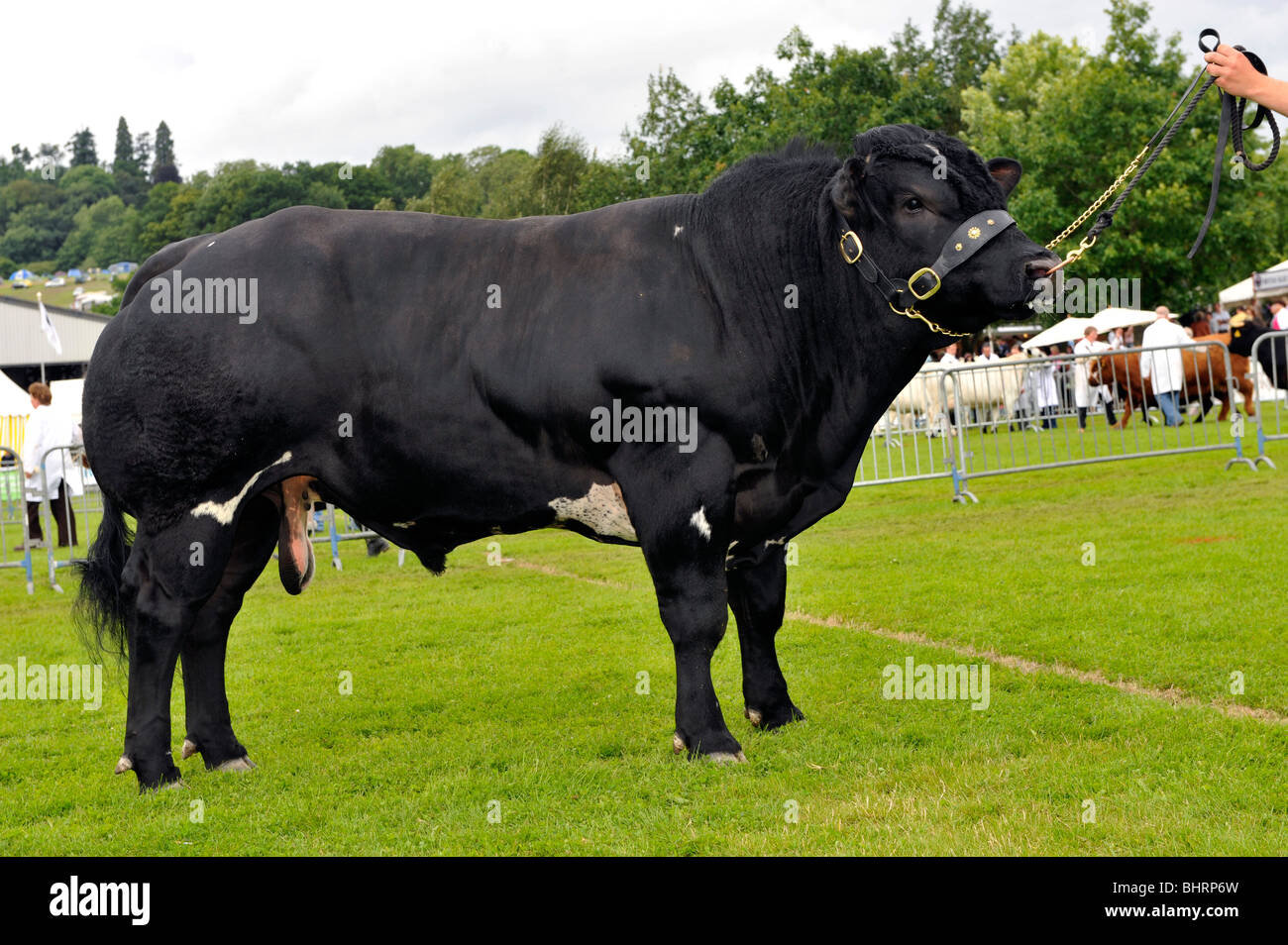 British Blue bull stood at a show on halter Stock Photo - Alamy