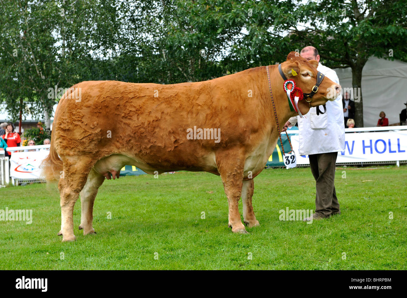 Show cow at fair hi-res stock photography and images - Alamy