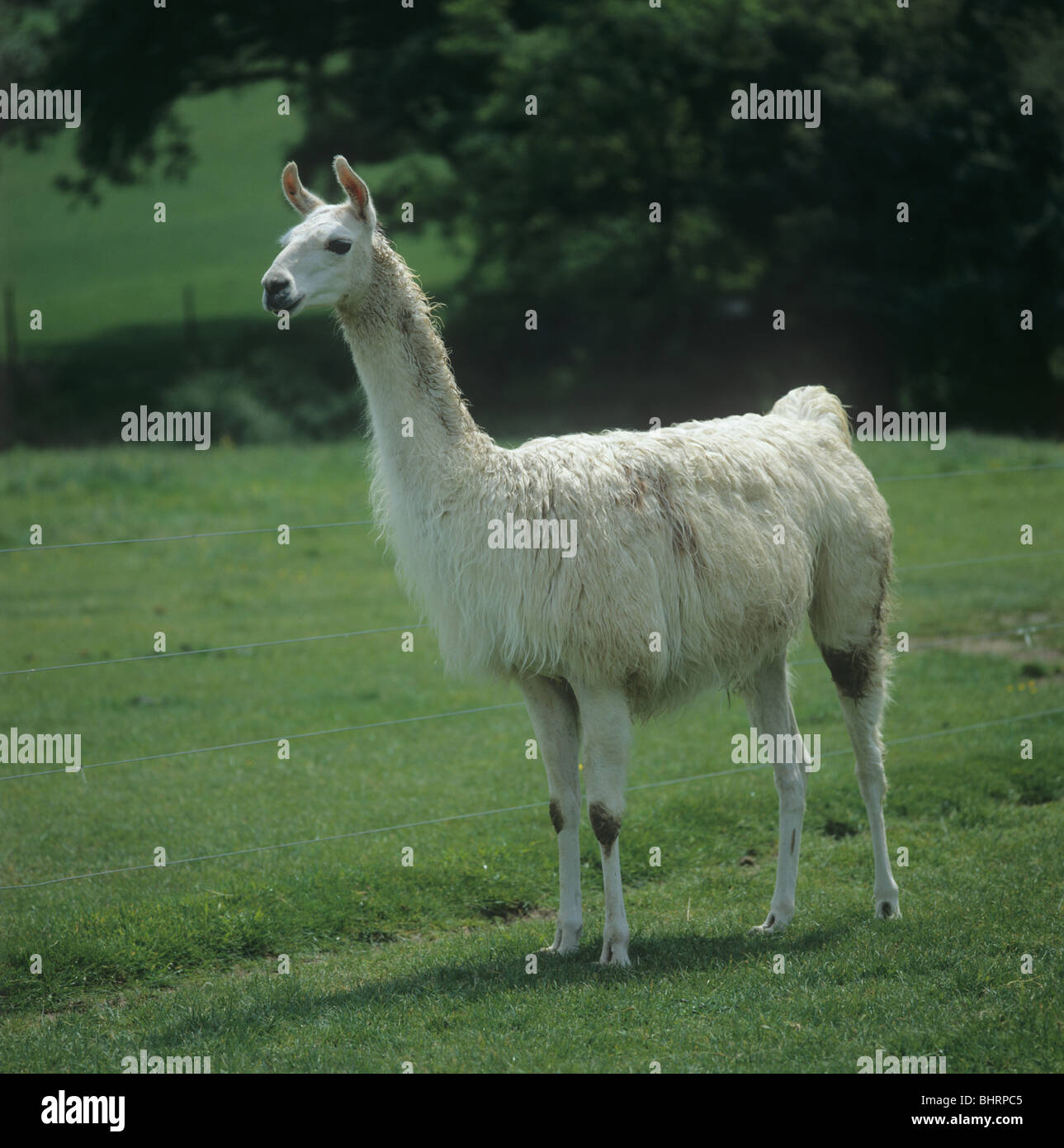 White adult female llama on short pasture with ears forward listening ...