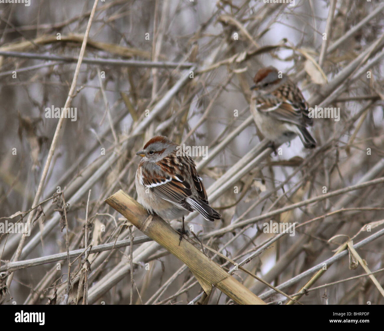 American tree sparrow winter field Ohio Stock Photo - Alamy