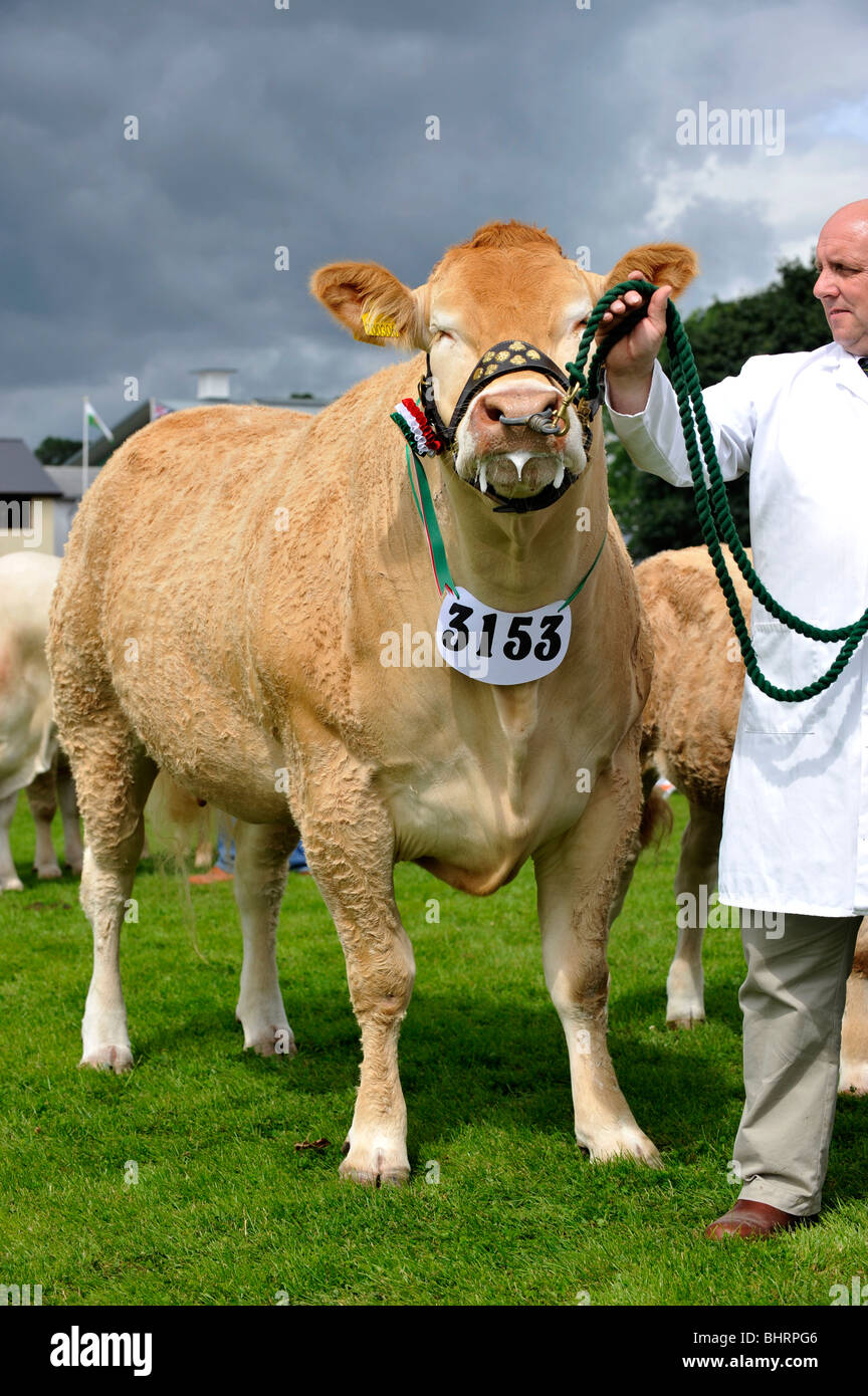 Cattle livestock show hi-res stock photography and images - Alamy