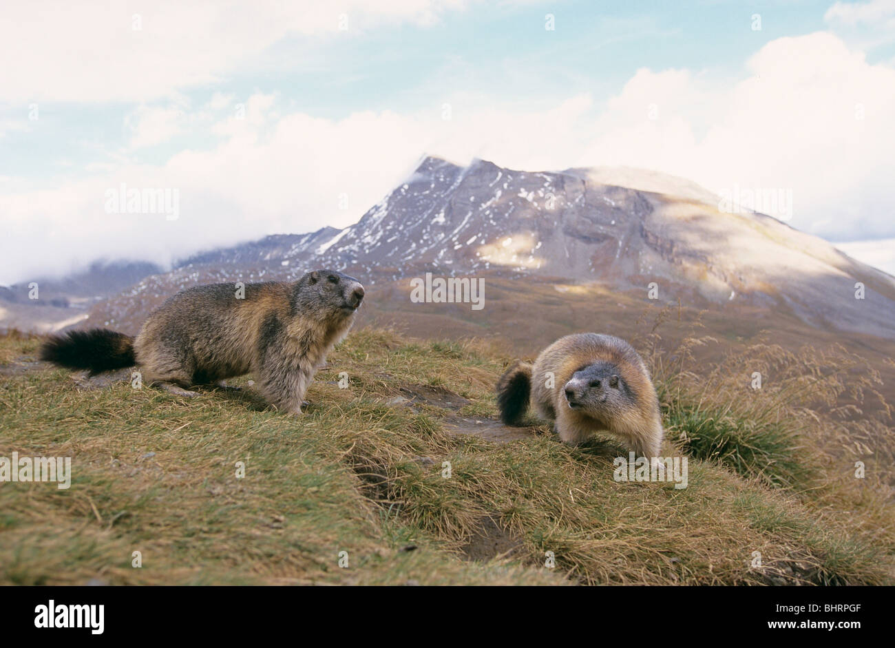 two Alpine marmots on meadow / Marmota marmota Stock Photo - Alamy