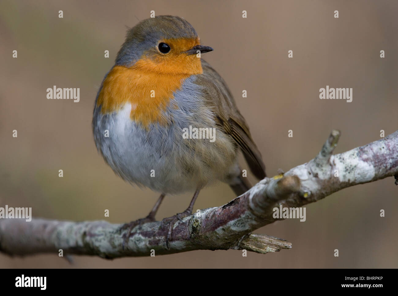 Fat robin hi-res stock photography and images - Alamy