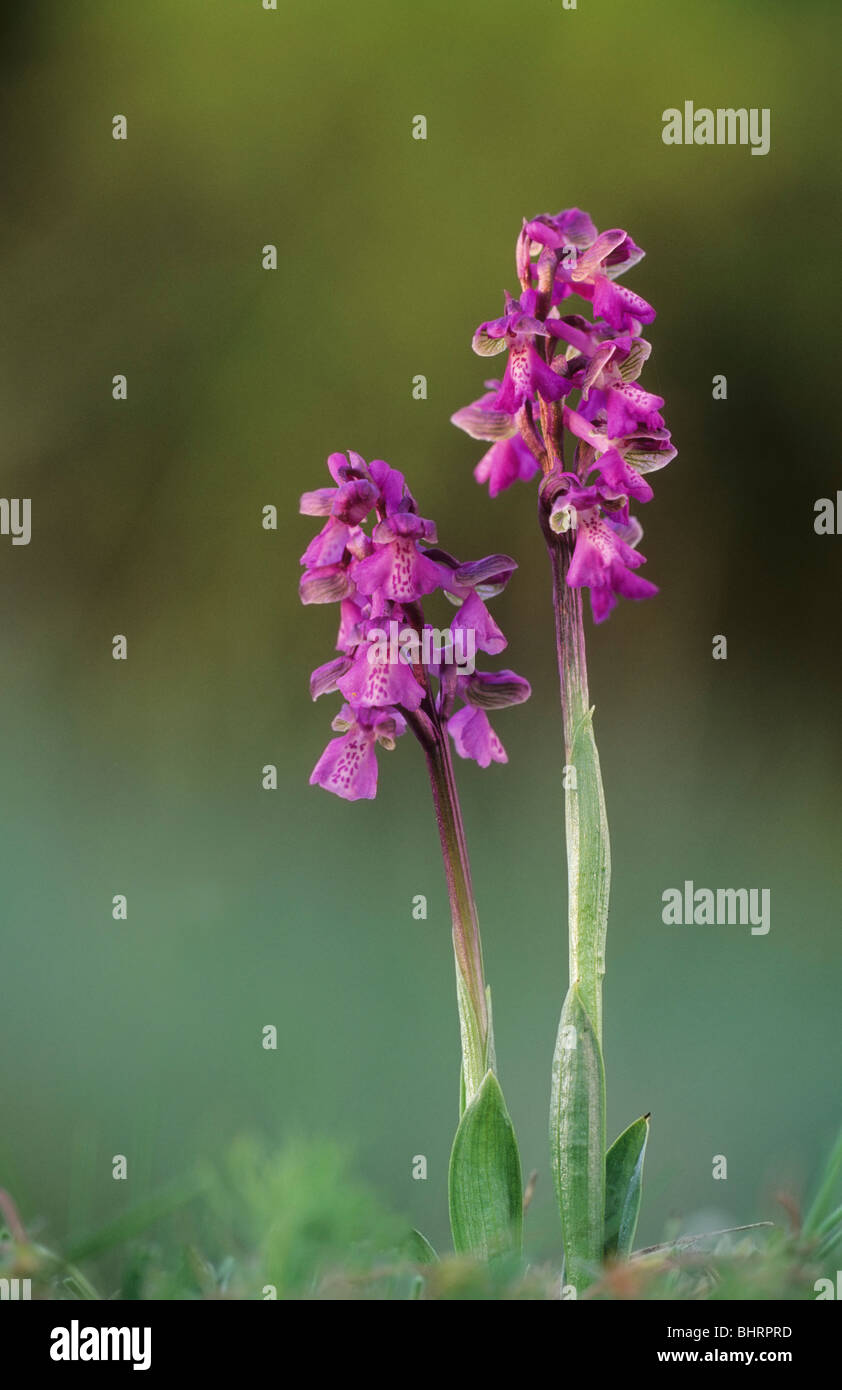 The Green-winged Orchid, Orchis morio Stock Photo - Alamy