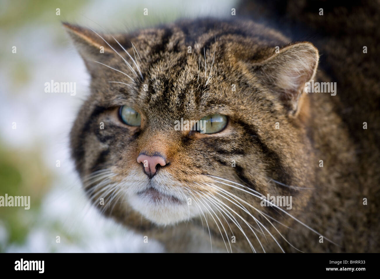 Scottish Wildcat Felis sylvestris Close-up portrait of single adult UK ...