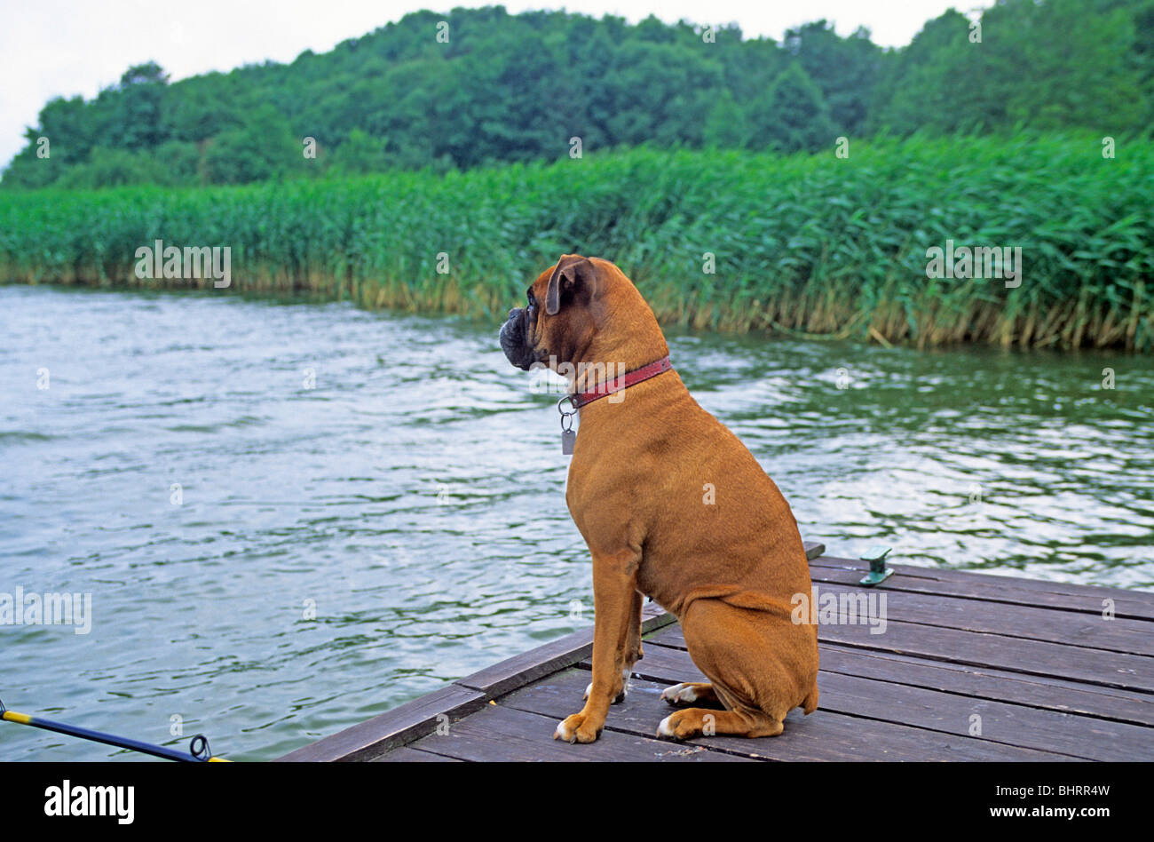 Jez jagodna hi-res stock photography and images - Alamy