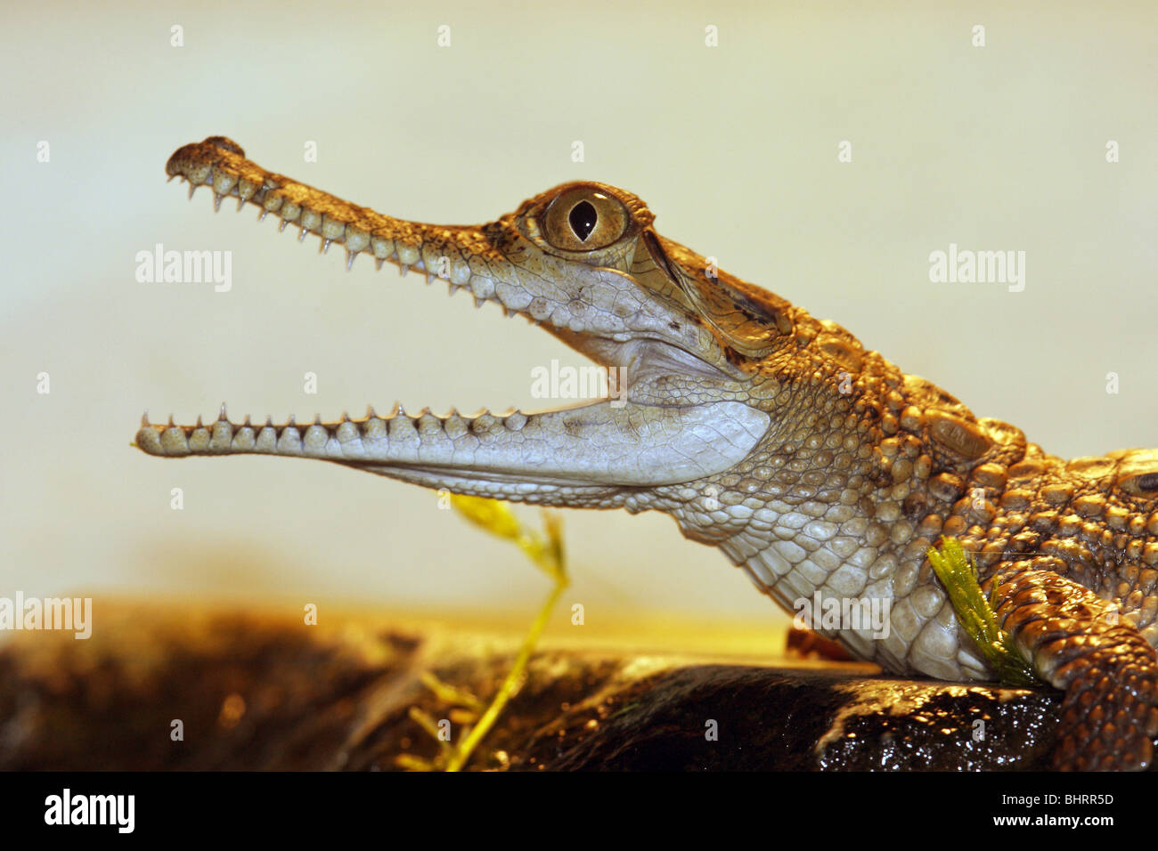 Australian freshwater crocodile - portrait / Crocodylus johnsoni Stock ...
