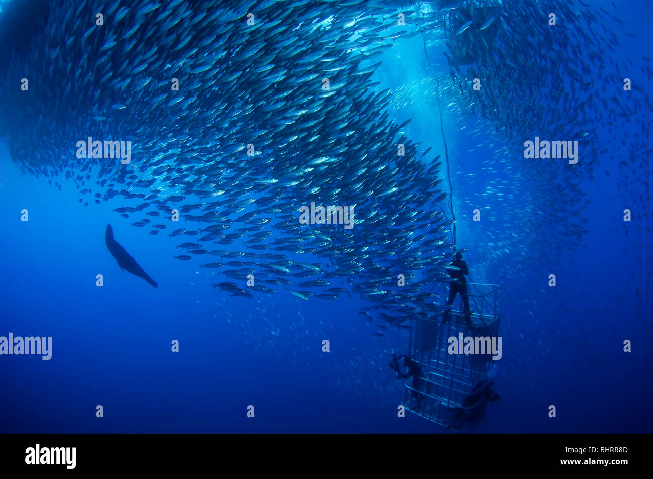 Sea lion chasing school fish around divers in a shark cage Stock Photo ...