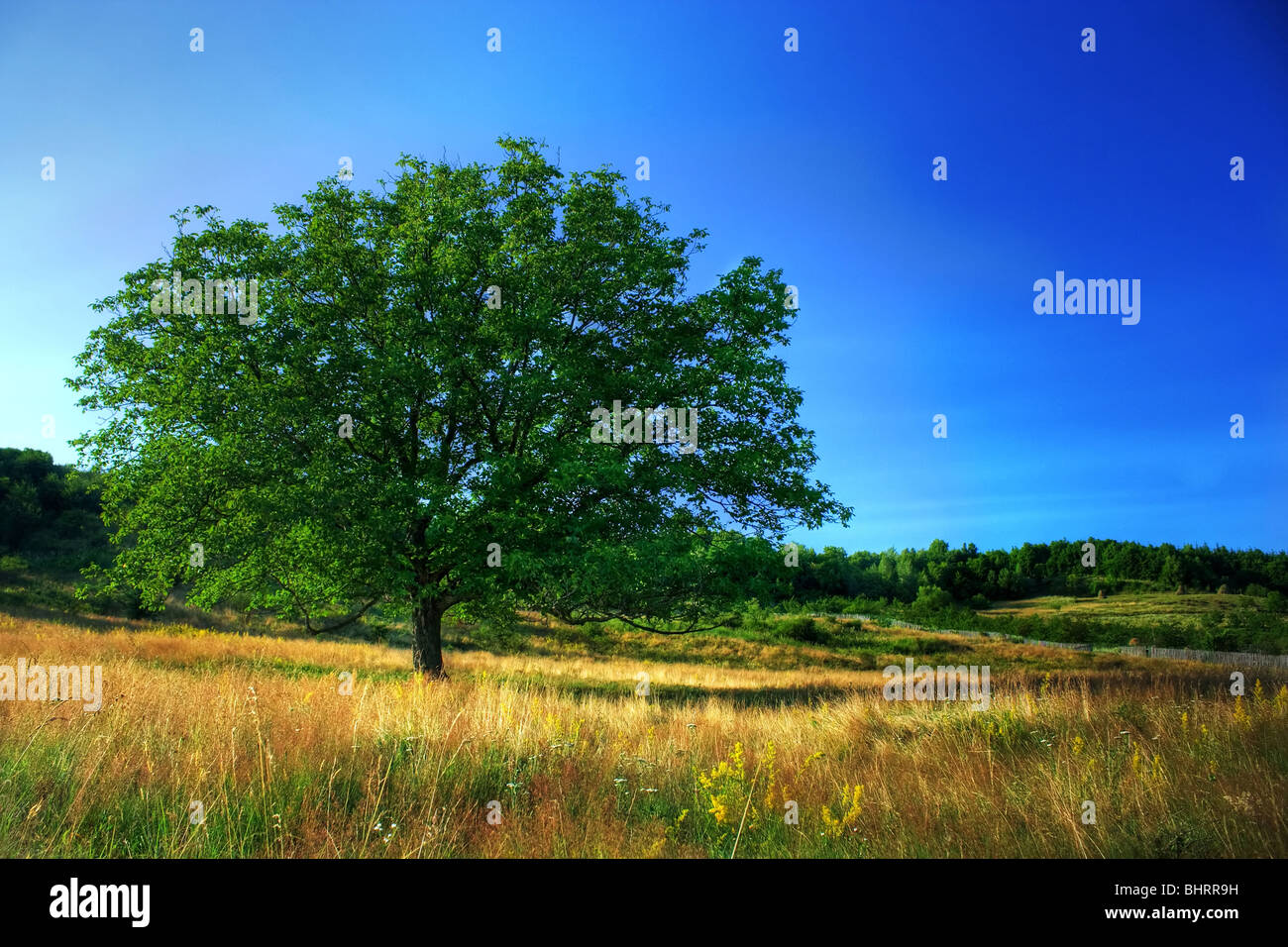 High dynamic range image of a single tree un a meadow under clear blue ...
