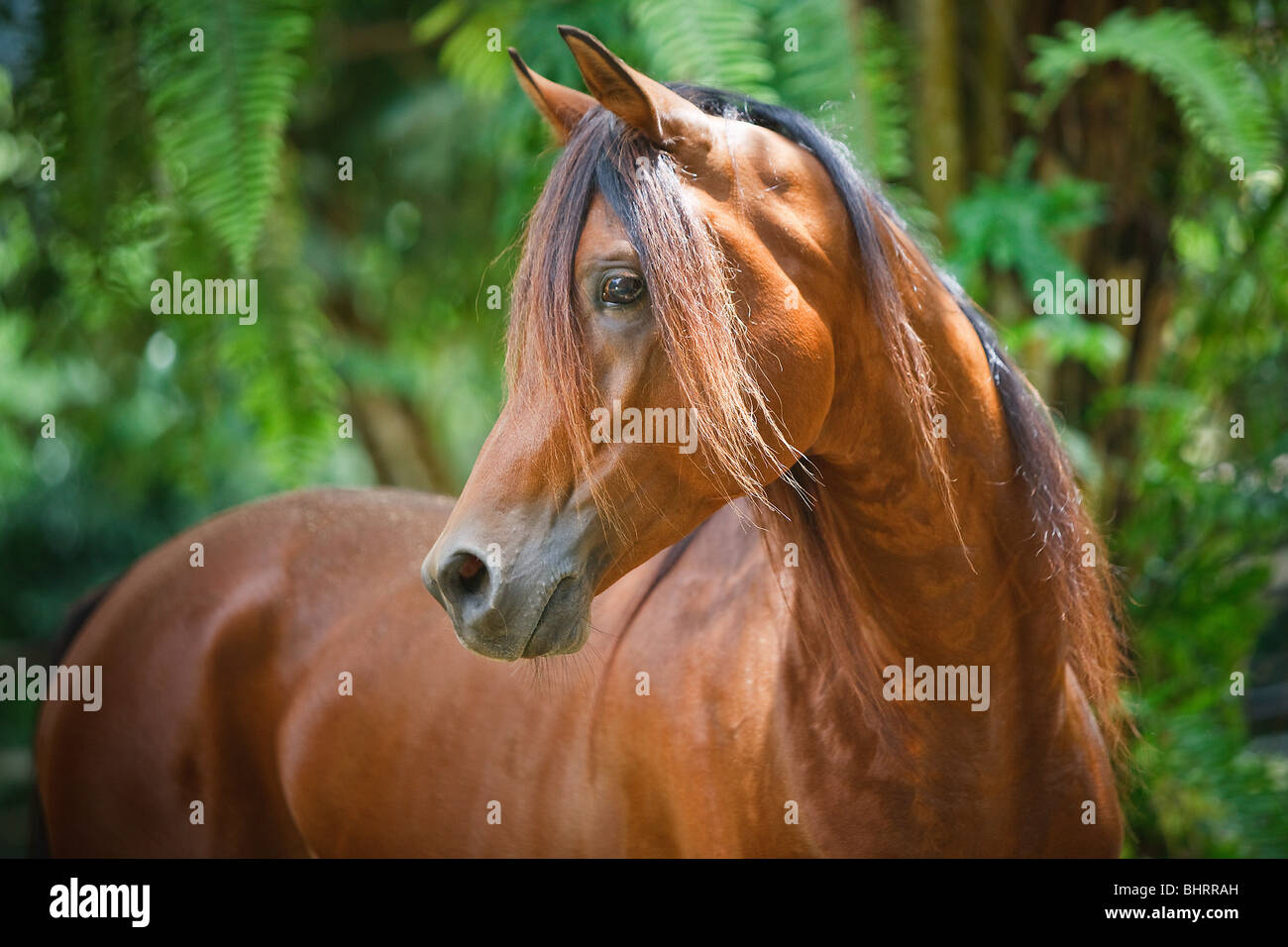 Arabian horse standing - portrait Stock Photo - Alamy