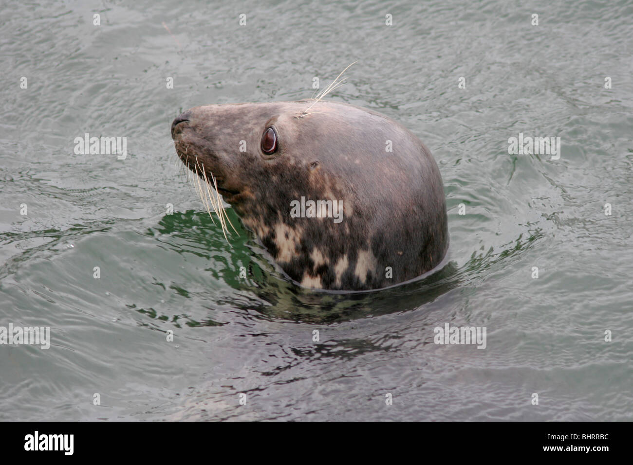 Atlantic Grey Seal in Chatham Harbor, Cape Cod, Massachusetts Stock ...