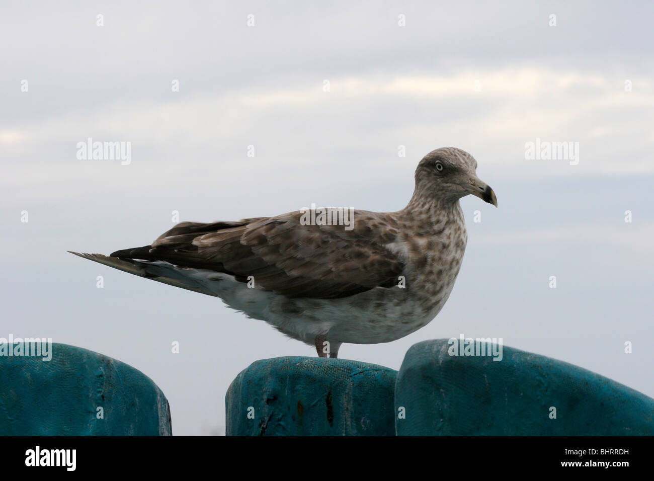 Cape cod water birds hi-res stock photography and images - Alamy