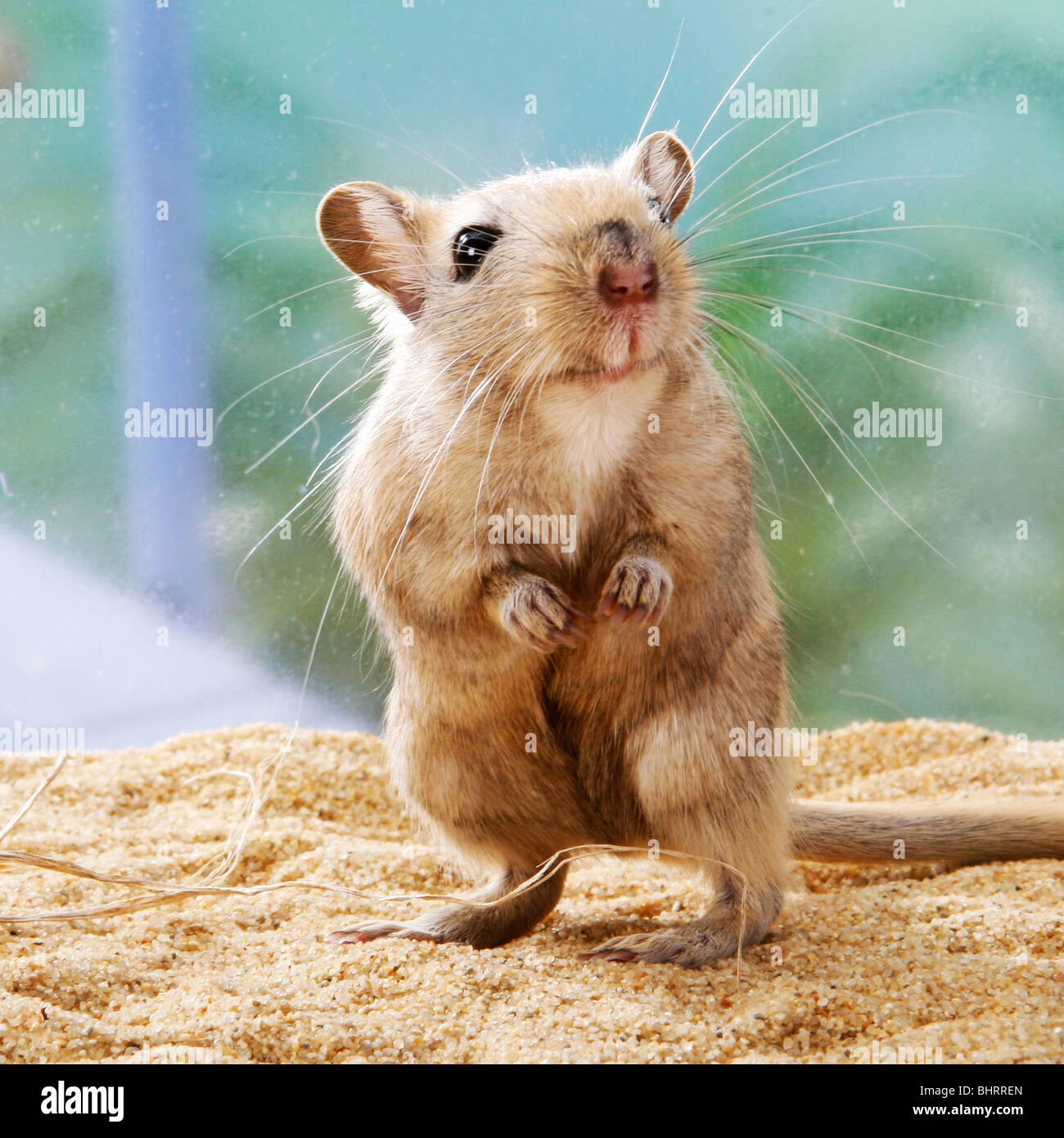 Meriones unguiculatus mongolian jird hi-res stock photography and ...