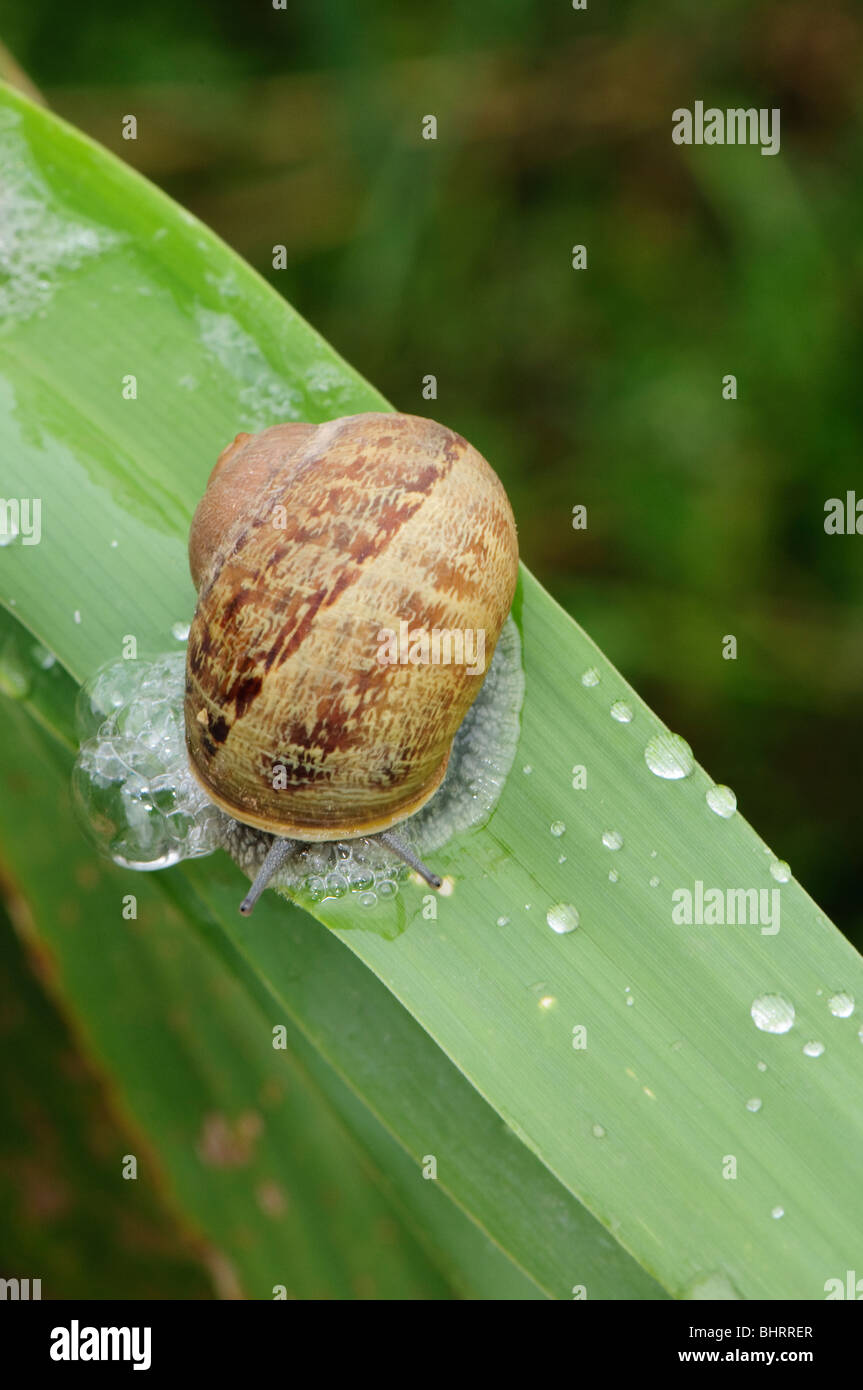 Big Snail High Resolution Stock Photography and Images - Alamy