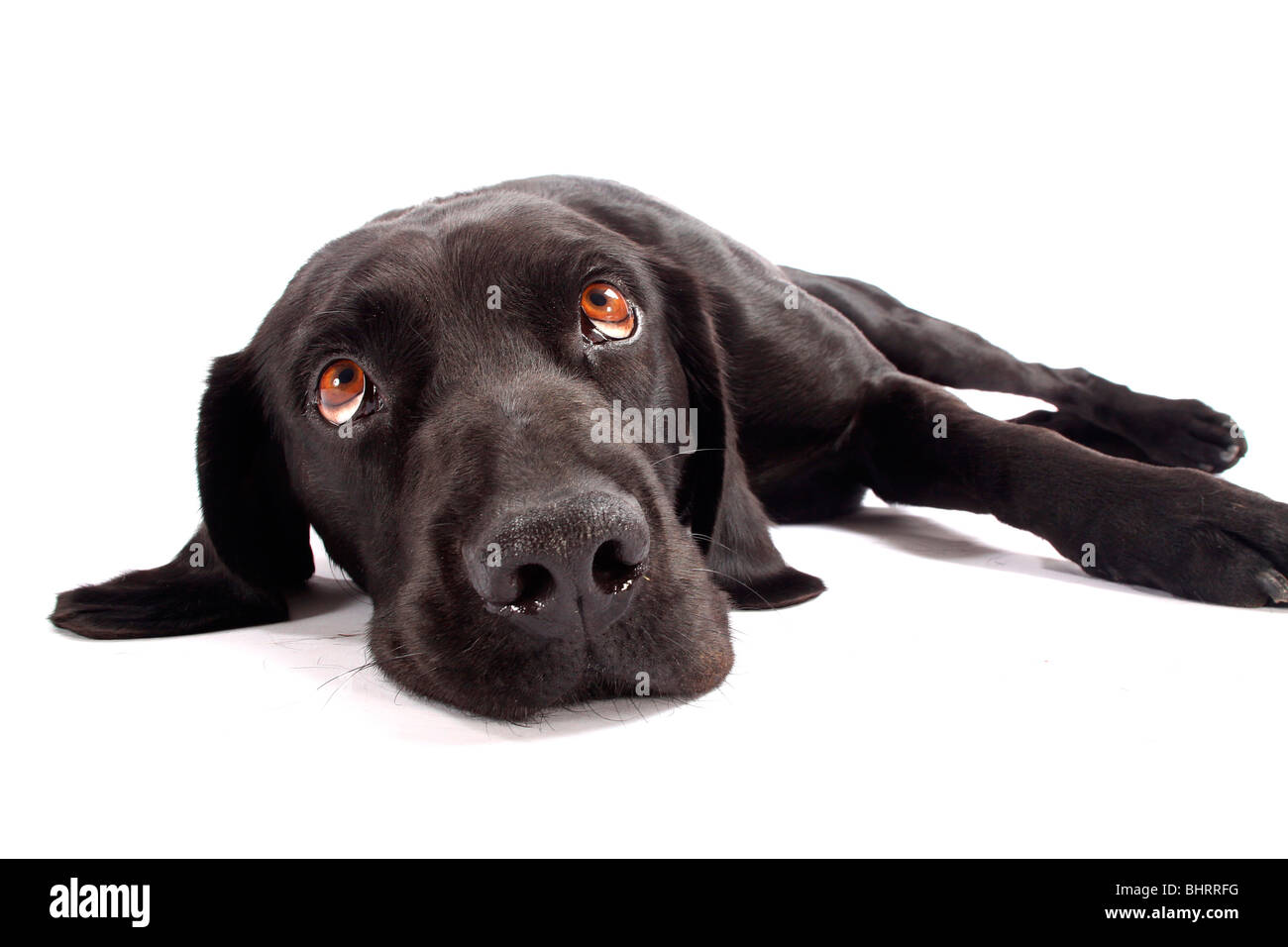Half of dark Cut Out Stock Images & Pictures - Alamy