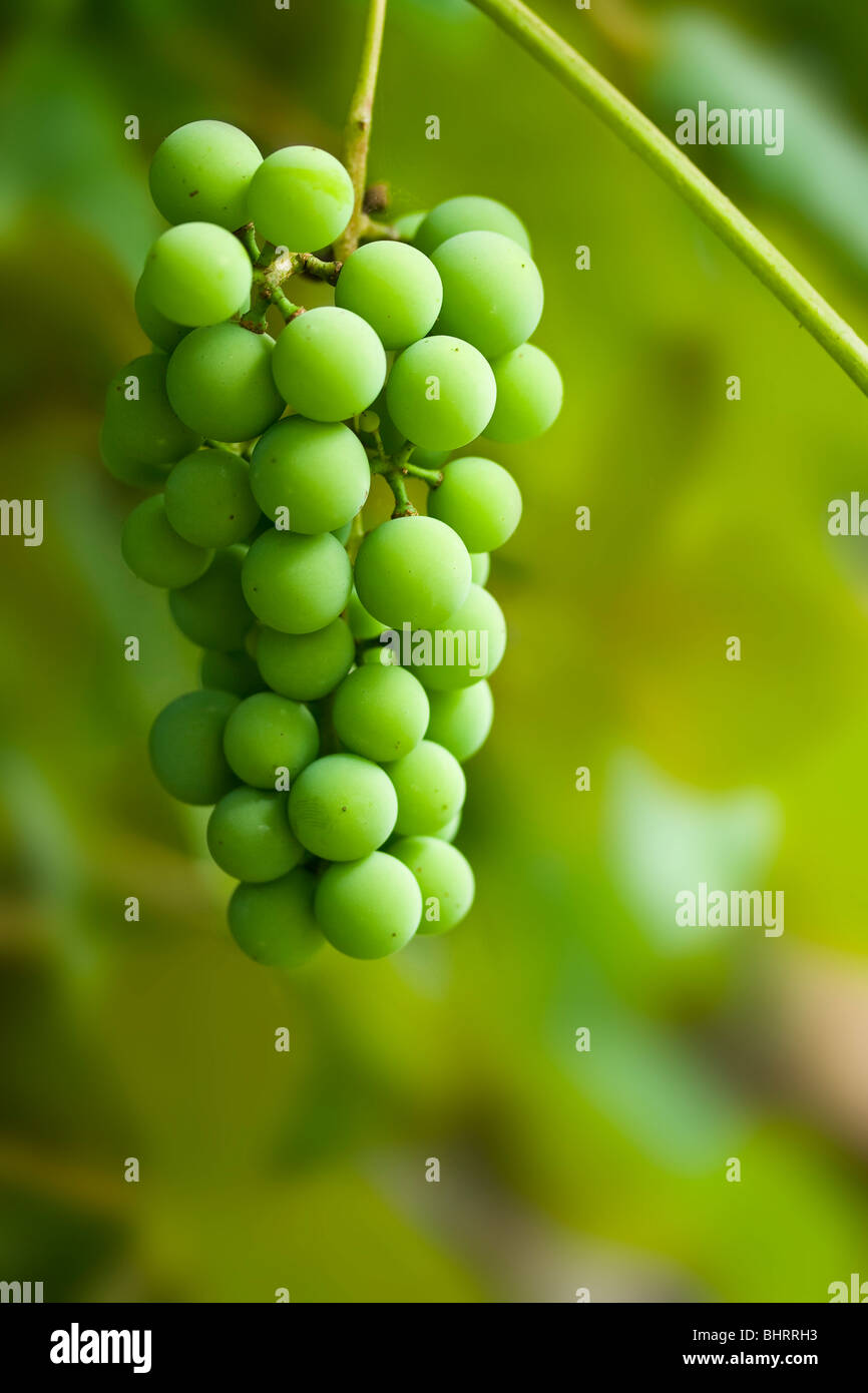 Close-up of a bunch of delicious grapes Stock Photo - Alamy