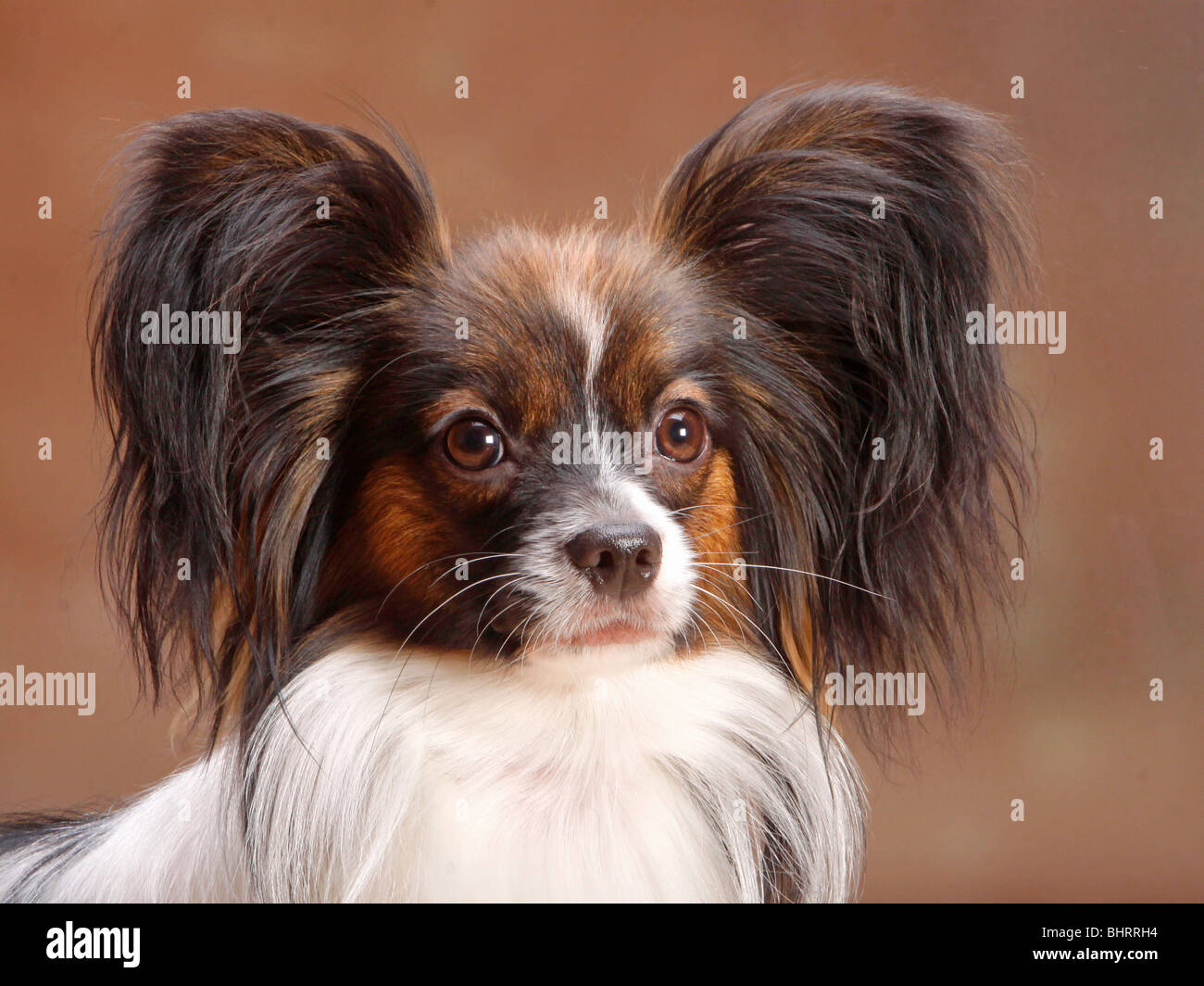 Papillon dog - portrait Stock Photo - Alamy