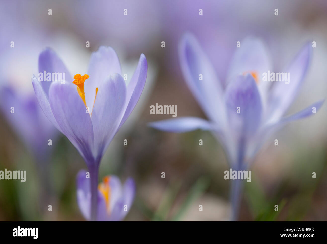 A closeup of a purple crocus in spring Stock Photo - Alamy