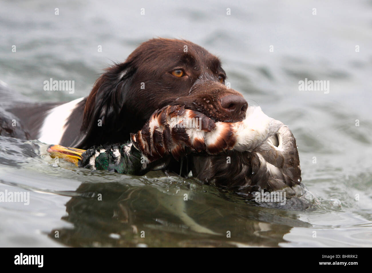 Retrieving bird in water hi-res stock photography and images - Alamy