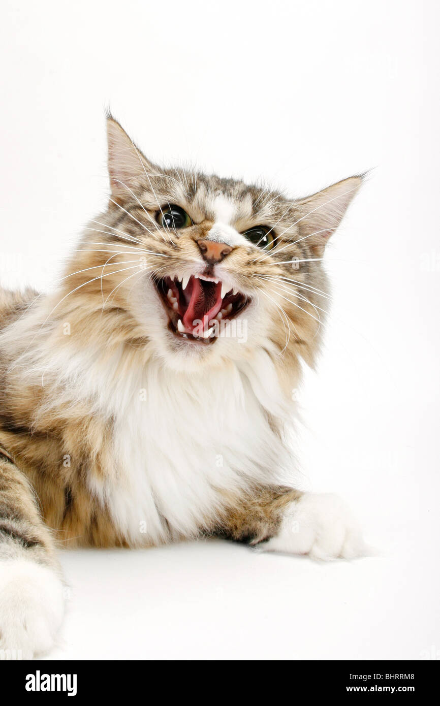Norwegian Forest cat. Adult lying while meowing. Studio picture against ...
