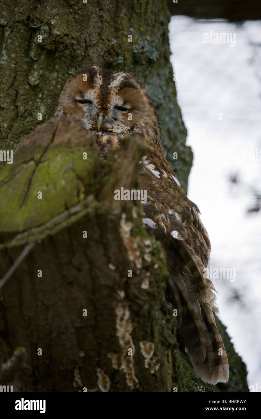 Strix aluco hi-res stock photography and images - Alamy