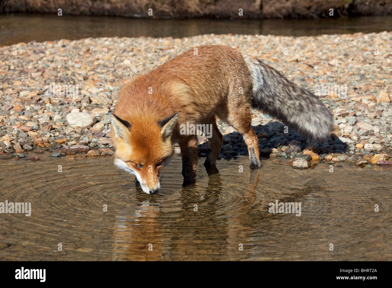 Drinking fox hi-res stock photography and images - Alamy