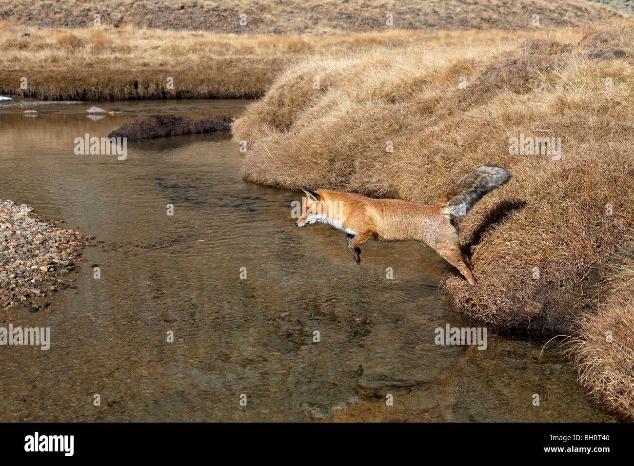 Jumping over a stream of water hi-res stock photography and images - Alamy