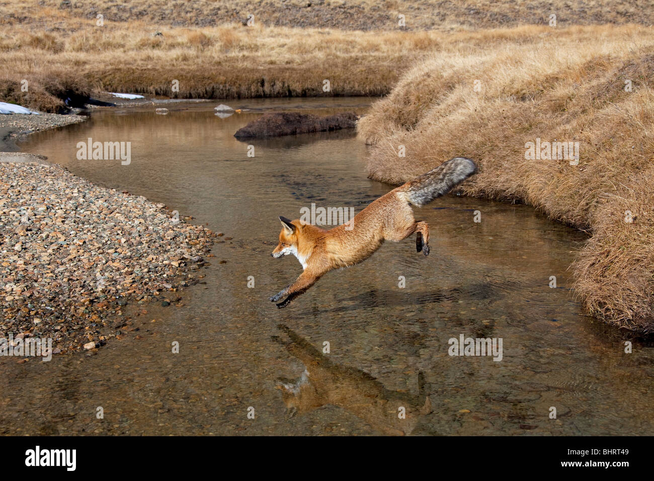 Jumping Over A Stream Of Water High Resolution Stock Photography and ...