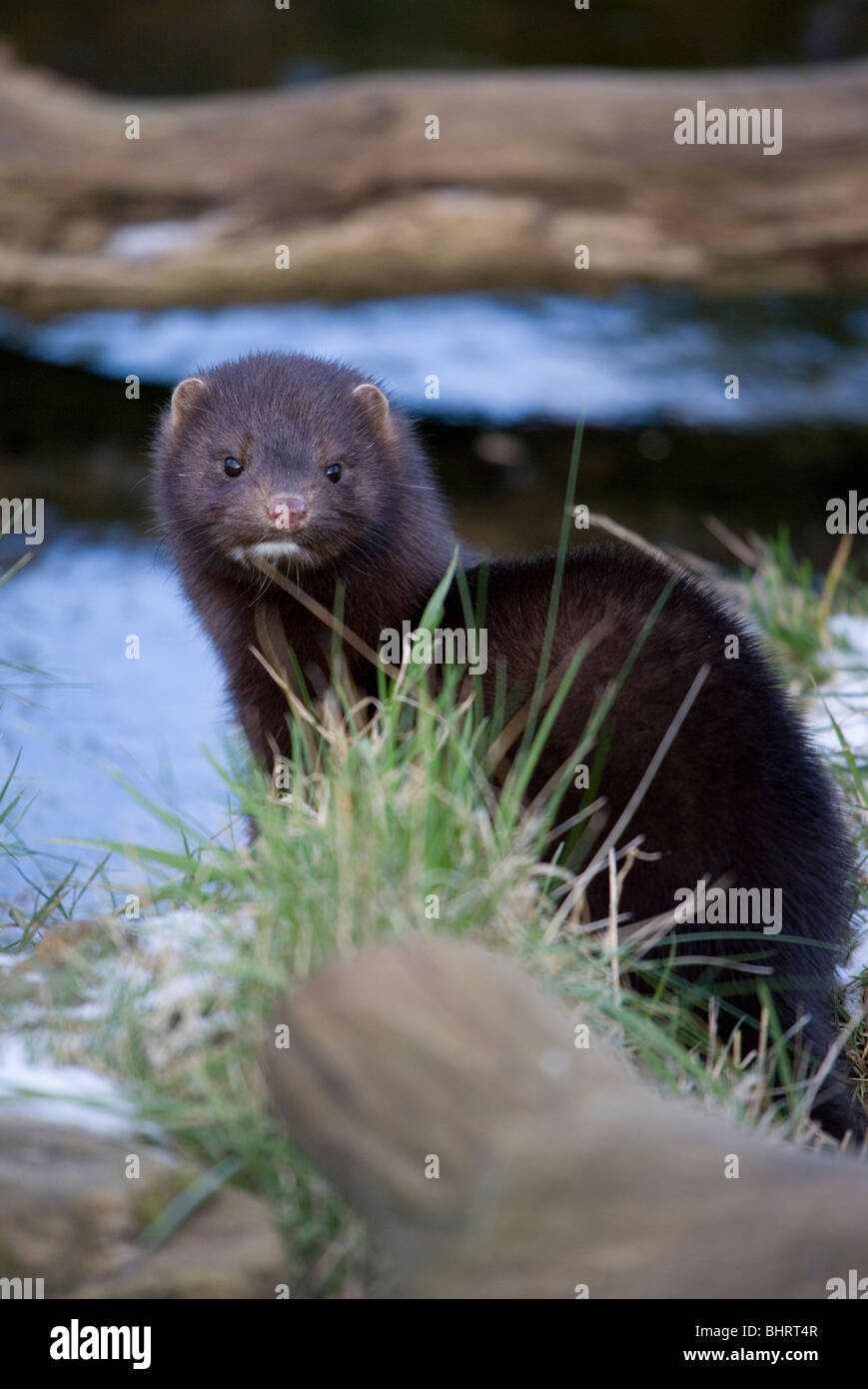 American Mink High Resolution Stock Photography and Images - Alamy
