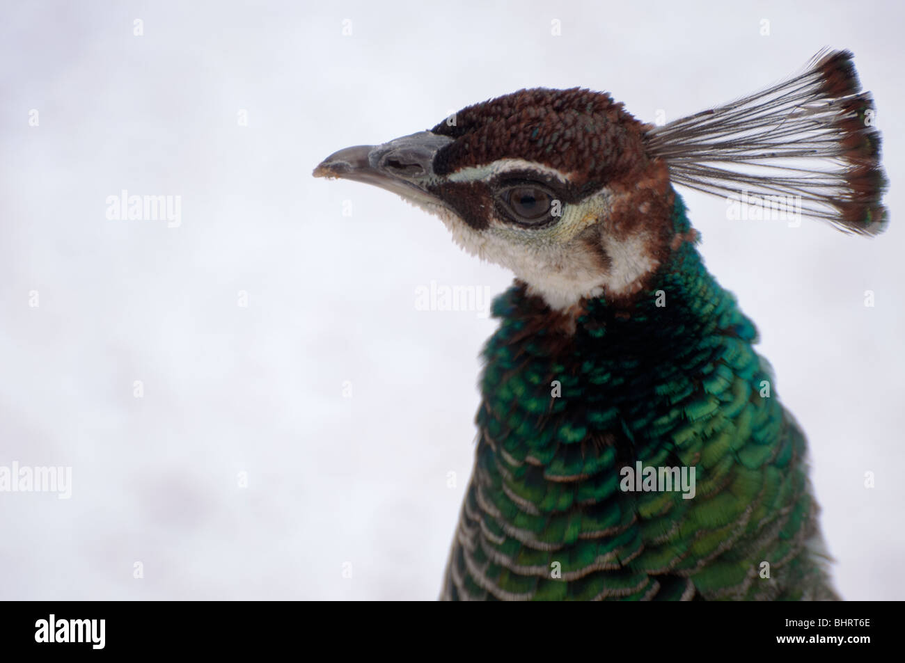 Peahen close up hi-res stock photography and images - Alamy