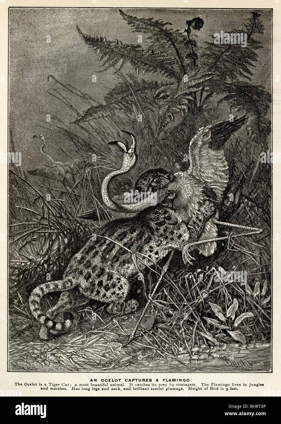 Flamingo bird engraved hi-res stock photography and images - Alamy