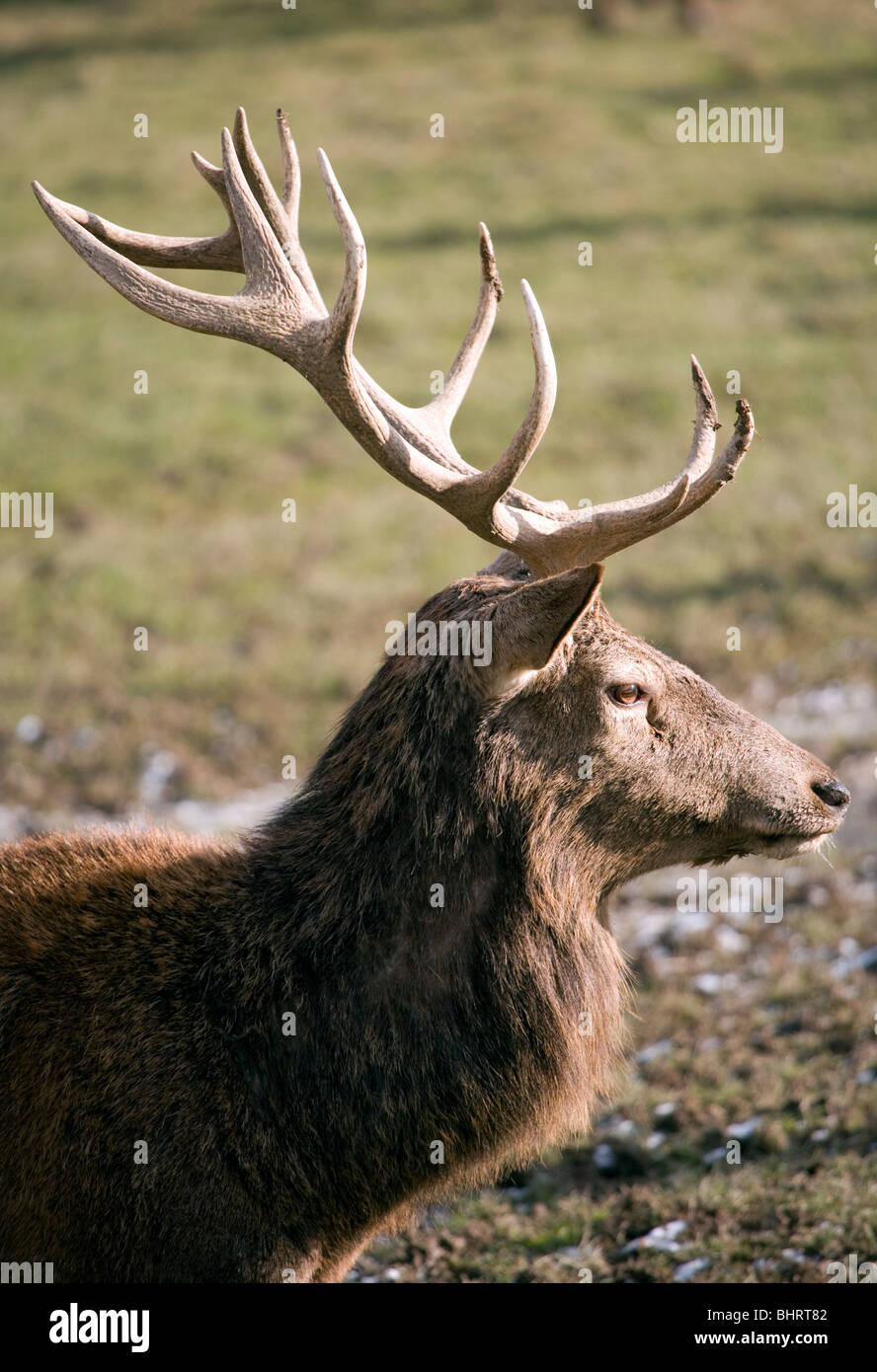 Single red deer hi-res stock photography and images - Alamy