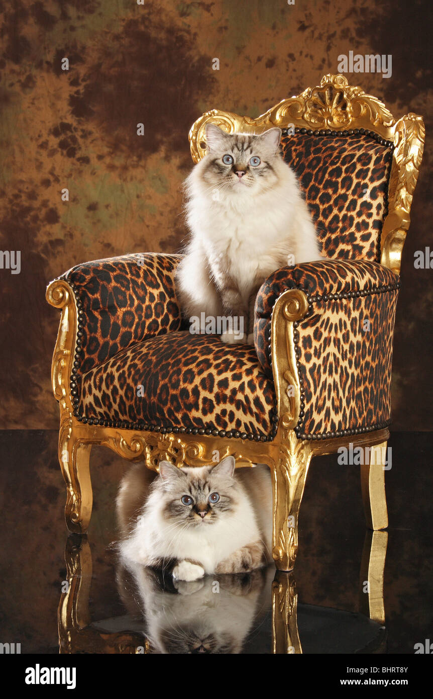 two Sacred cats of Burma at an armchair Stock Photo - Alamy