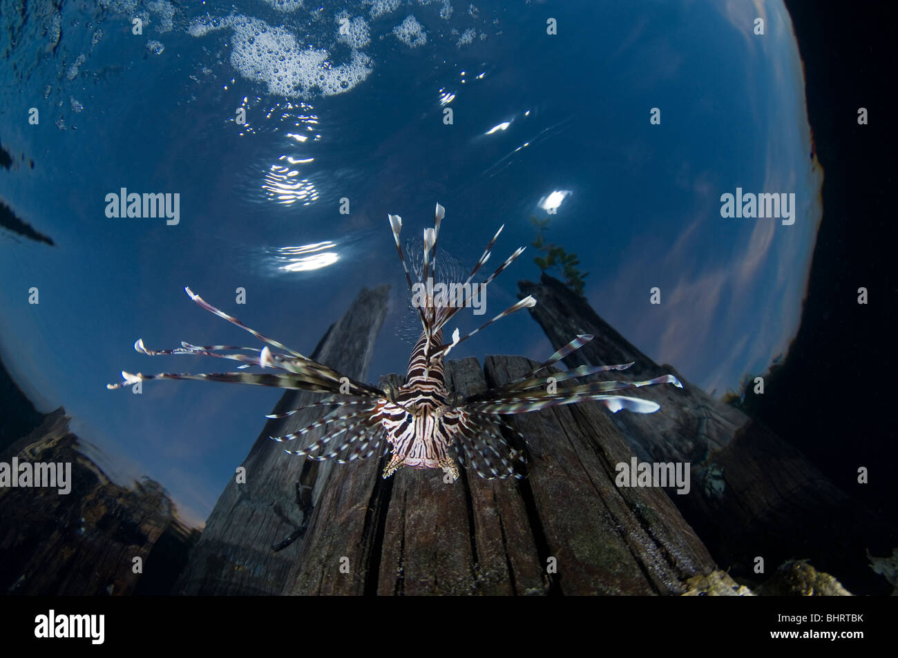 Fish under surface hi-res stock photography and images - Alamy