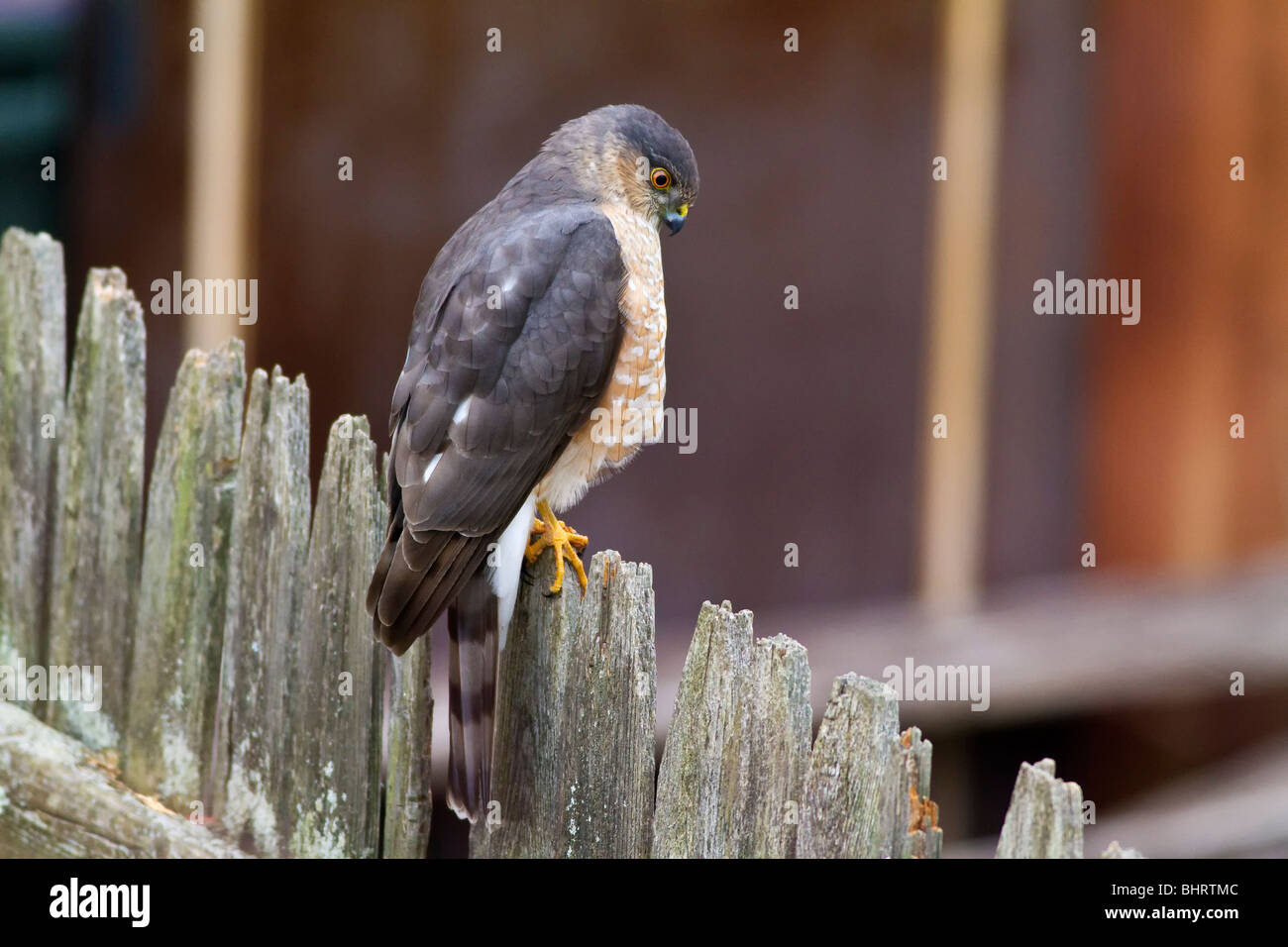 Sharp shinned hawk hi-res stock photography and images - Alamy