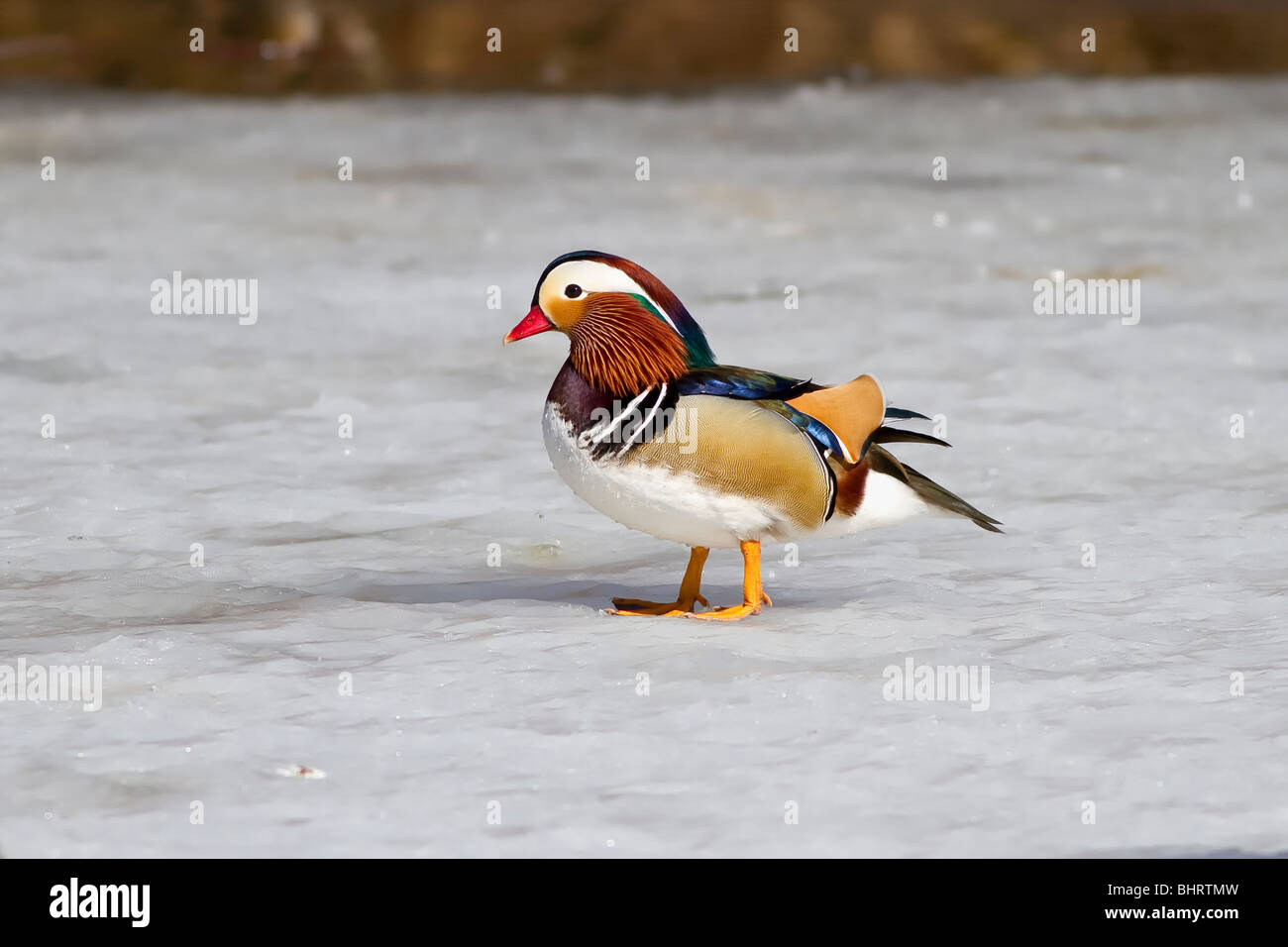 Mandarin Duck on the ice Stock Photo - Alamy
