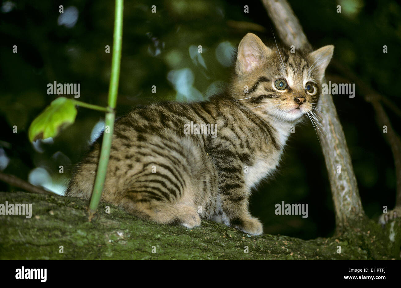 Young_wildcat hi-res stock photography and images - Alamy