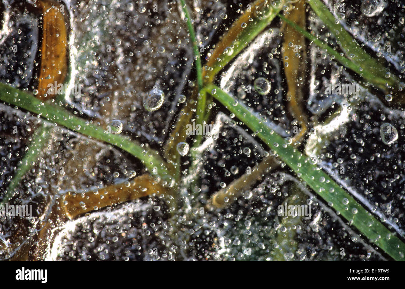 winter wheat frozen in a puddle Stock Photo - Alamy