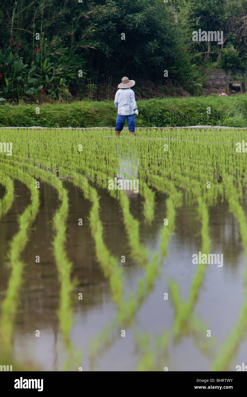 A rice farmer standing in a recently planted rice field Stock Photo - Alamy