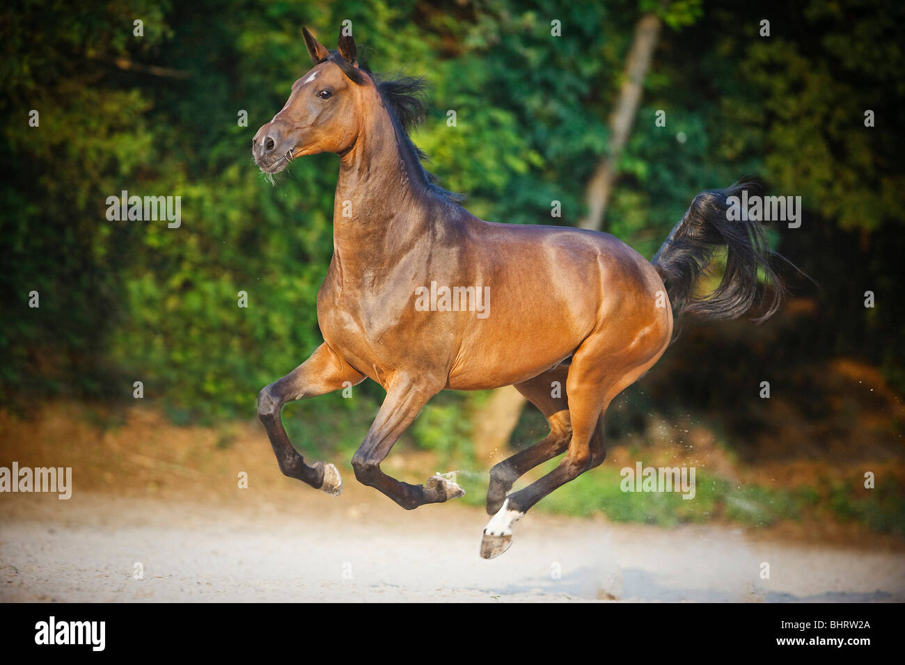 Akhal-Teke horse - galloping Stock Photo - Alamy